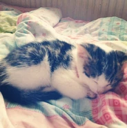 Buddy/Gallery | LDShadowLady Wiki | Fandom