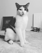 Buddy/Gallery | LDShadowLady Wiki | Fandom