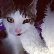 Buddy/Gallery | LDShadowLady Wiki | Fandom