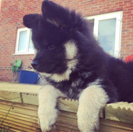 What Breed Is Ldshadowladys Dog