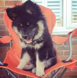 What Breed Is Ldshadowladys Dog