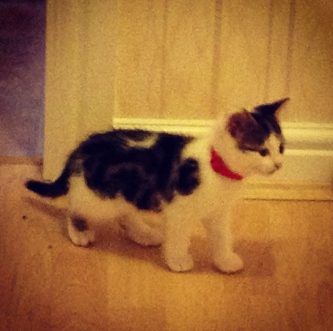 Buddy/Gallery | LDShadowLady Wiki | Fandom