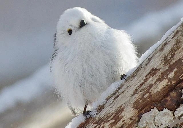 Birbs | Le Shepherds Wikia | Fandom