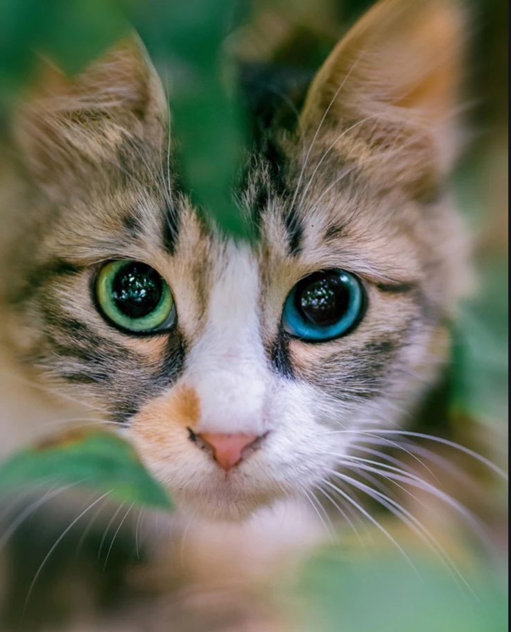 Feuille de Givre | Wiki Le wiki Argentée | Fandom