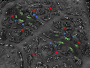 Jungla plantas | Wiki League of Legends | Fandom