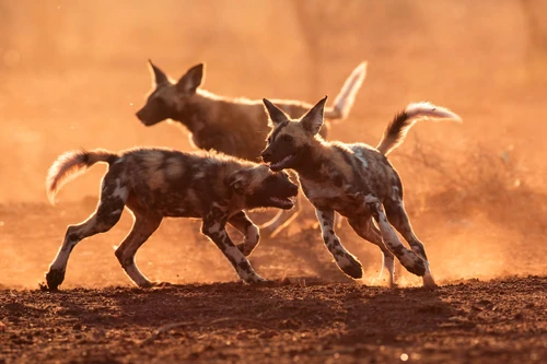 Naafiri (Development) | League of Legends Wiki | Fandom