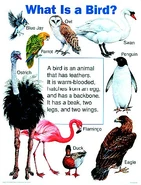 Amazing Mammals! | Leap Frog Wiki | Fandom