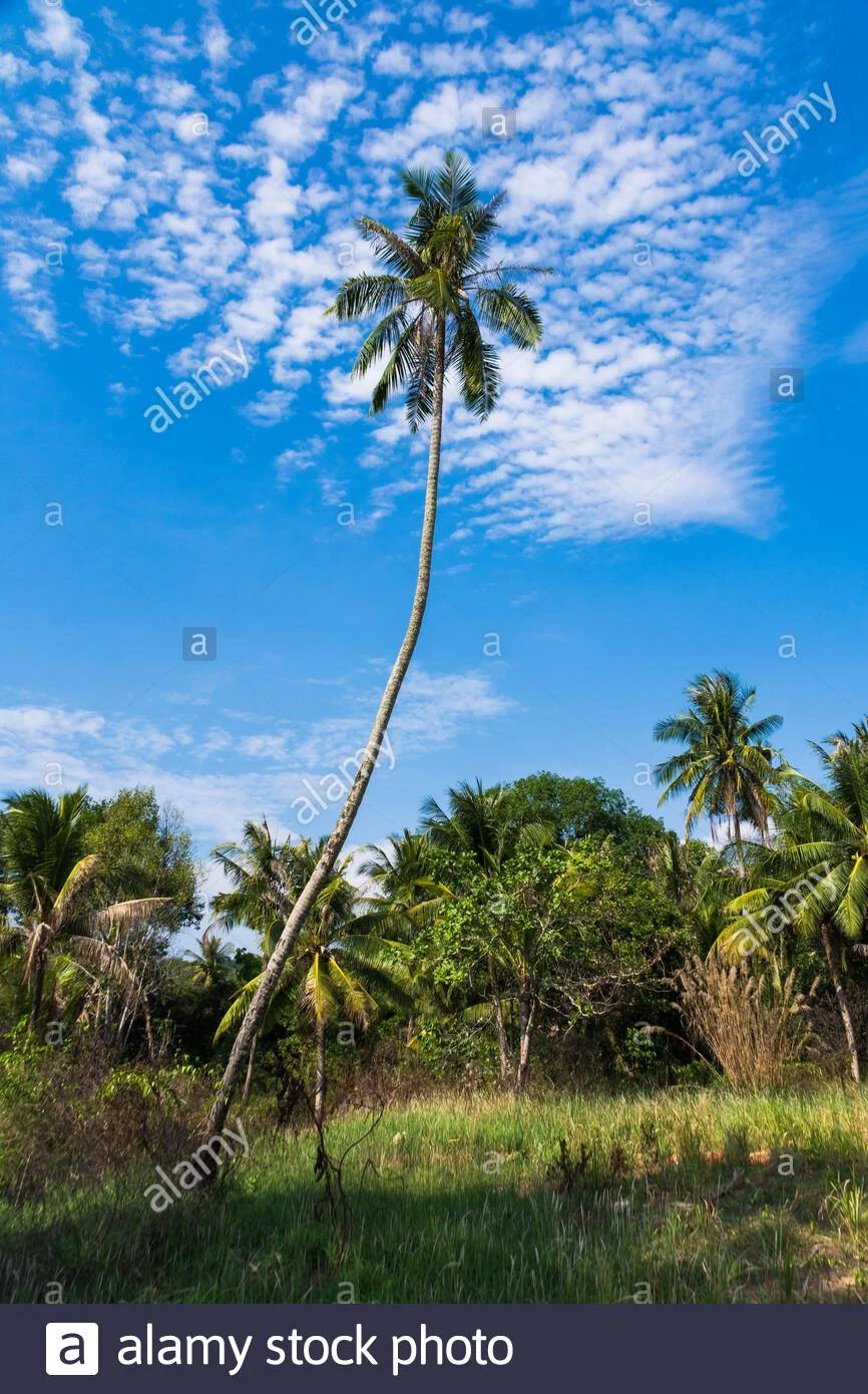 Giraffe Coconut Tree | Leconilion lore Wiki | Fandom