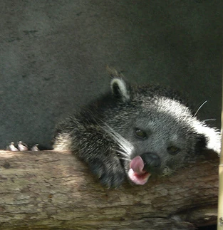 Cora | Legacies of Cormanthyr | Fandom