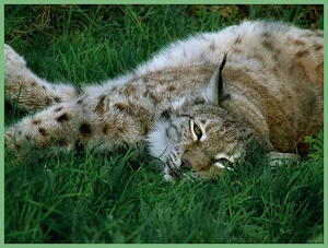 Moonlote | Legacies of Cormanthyr | Fandom