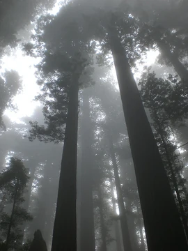 Semberholme | Legacies of Cormanthyr | Fandom