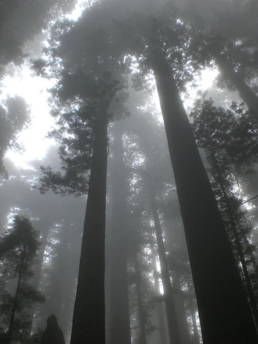 Semberholme | Legacies of Cormanthyr | Fandom