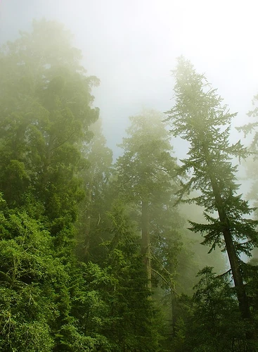 Cormanthor | Legacies of Cormanthyr | Fandom