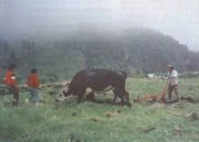 Economía de los Coconuco | Wikia Legados de las Civilizaciones ...