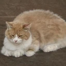 Tansywish | The Legend Of Peanut Wiki | Fandom