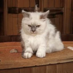 Snowstar | The Legend Of Peanut Wiki | Fandom