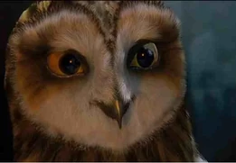 Legend of the Guardians owls of Gahoole Wiki | Fandom