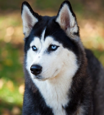 Odie | LegendCraft2512 Wiki | Fandom