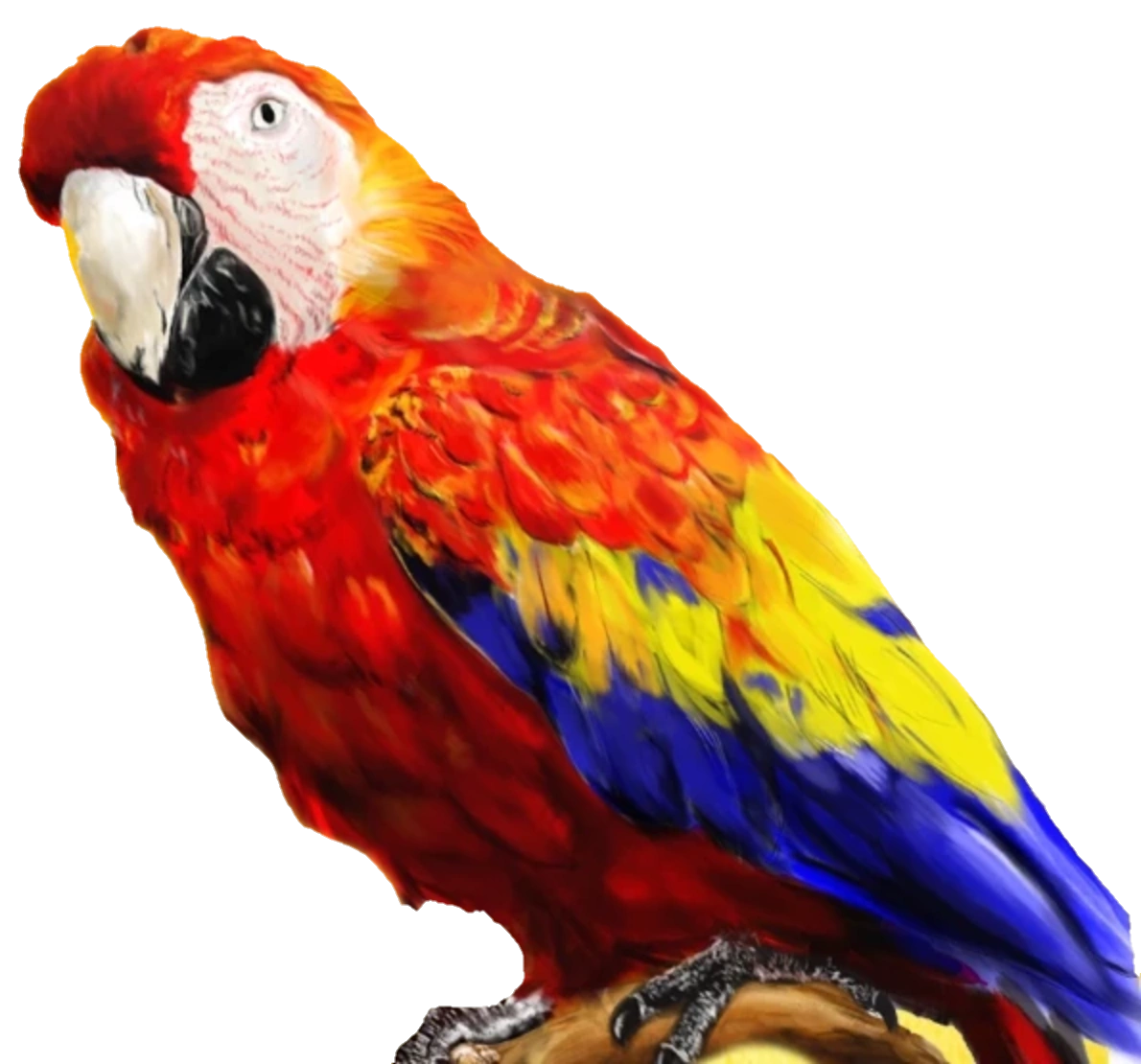 Polly the Parrot | Legends of the Multi Universe Wiki | Fandom