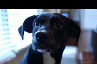 Moki the Mutt | Legends of the Multi Universe Wiki | Fandom