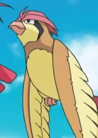 Pidgeotto | Legends of the Multi Universe Wiki | Fandom
