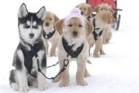 Shasta | Legends of the Multi Universe Wiki | Fandom