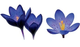 Night howlers | Legends of the Multi Universe Wiki | Fandom