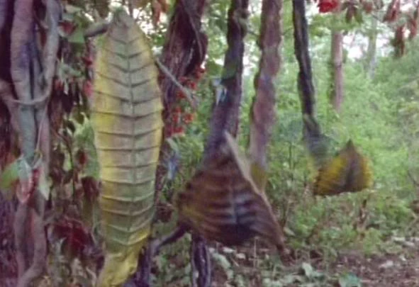 Sunflan | Legends of the Multi Universe Wiki | Fandom