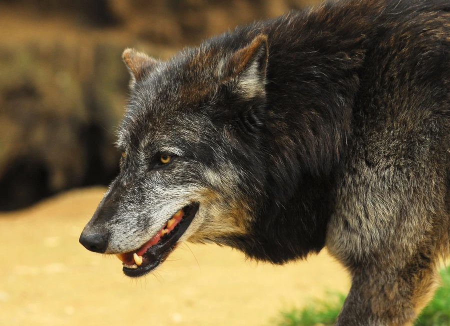 Shadow the Wolf | Legends of the Multi Universe Wiki | Fandom