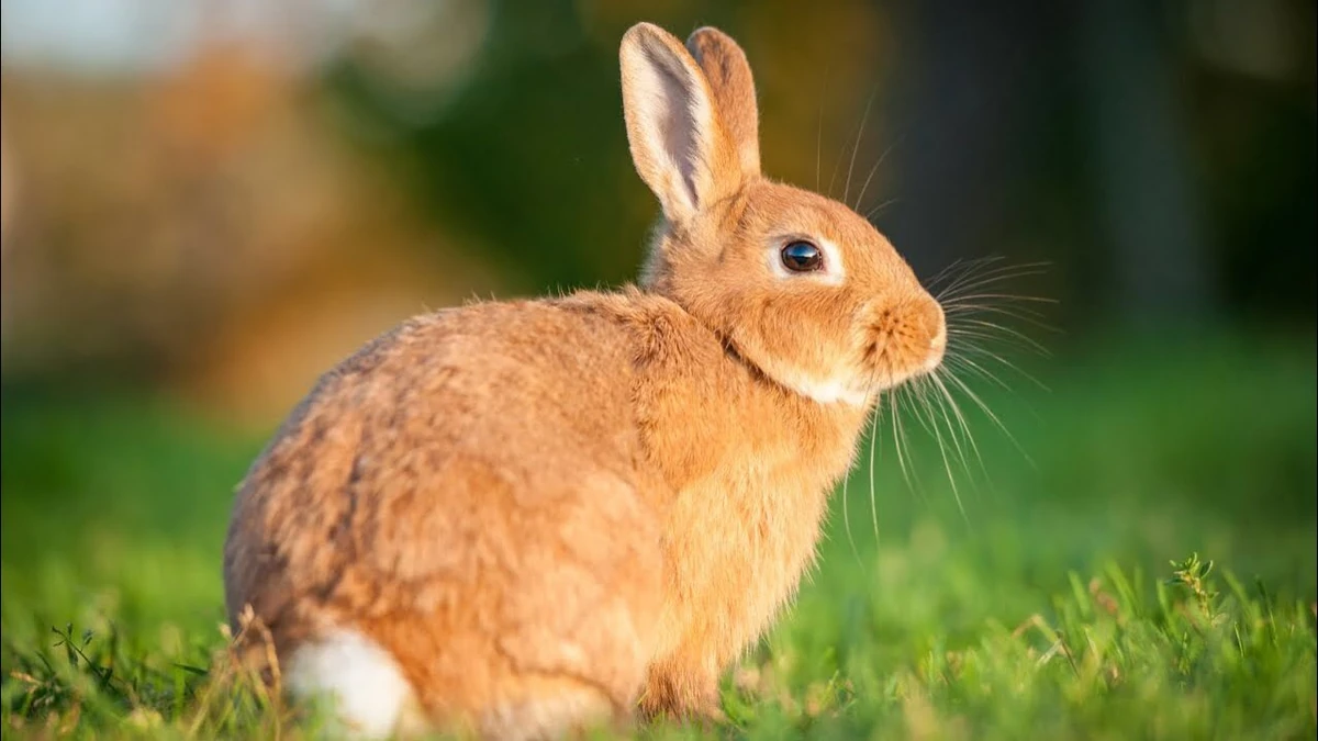 Category:Rabbits | Legends of the Multi Universe Wiki | Fandom