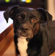 Moki the Mutt | Legends of the Multi Universe Wiki | Fandom