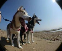 Laika the Husky | Legends of the Multi Universe Wiki | Fandom