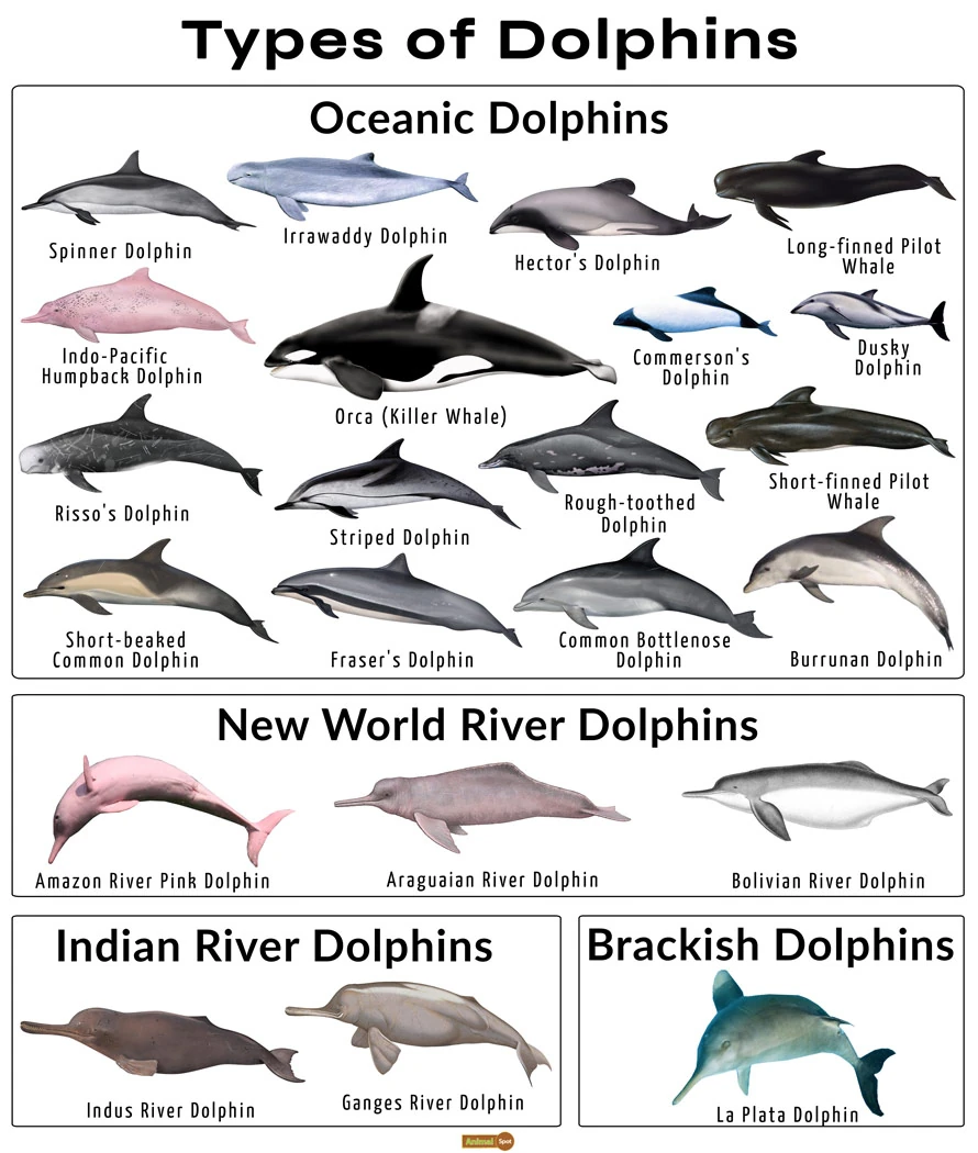 aquatic dolphins