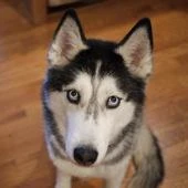 Mishka the Talking Husky | Legends of the Multi Universe Wiki | Fandom