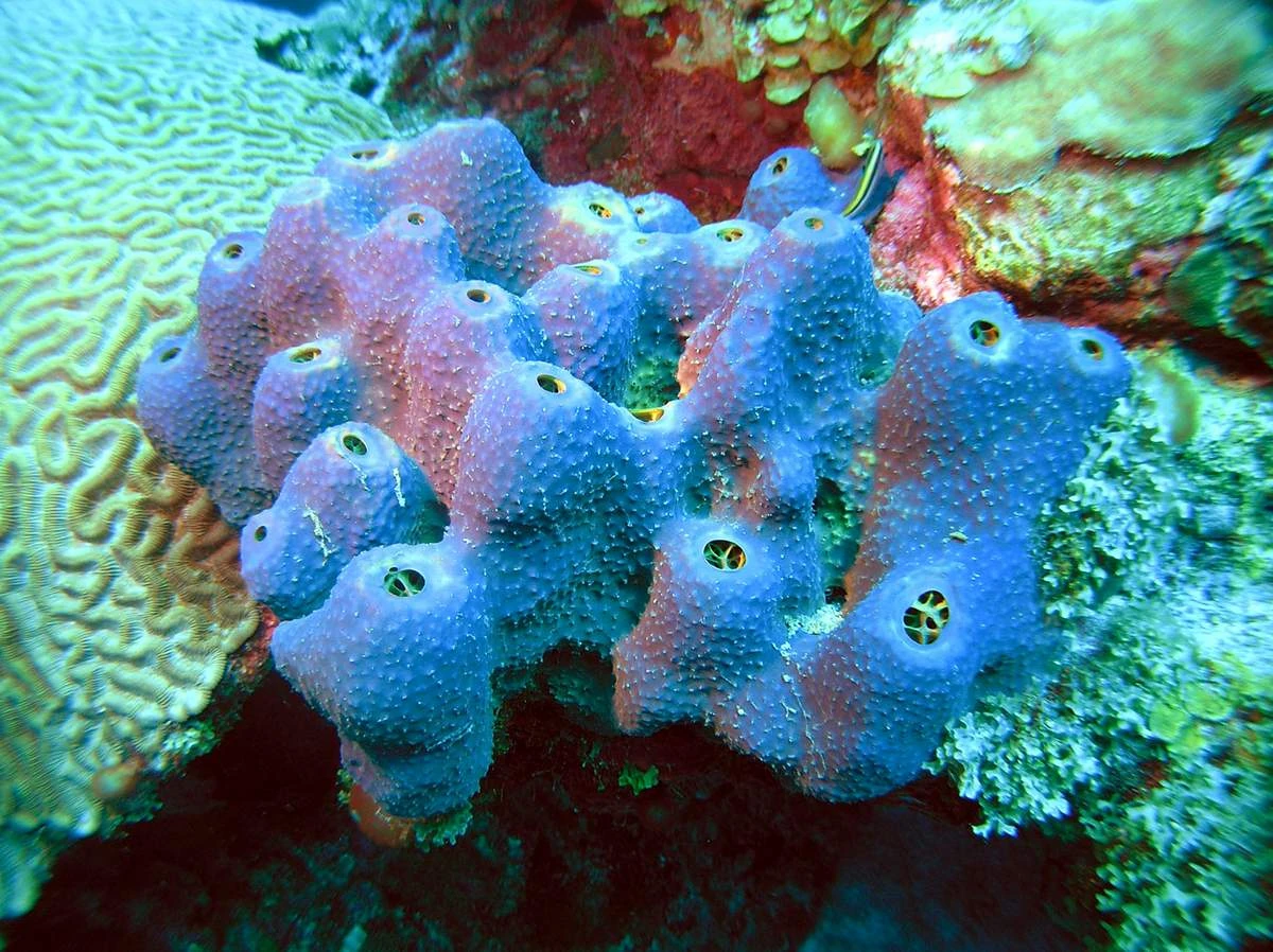 Category:Sponges | Legends of the Multi Universe Wiki | Fandom