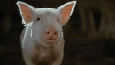Wilbur the Pig | Legends of the Multi Universe Wiki | Fandom