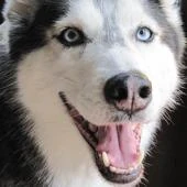 Mishka the Talking Husky | Legends of the Multi Universe Wiki | Fandom