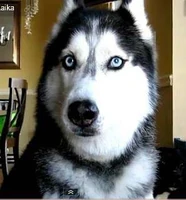 Mishka the Talking Husky | Legends of the Multi Universe Wiki | Fandom