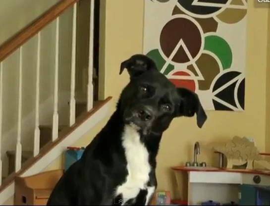 Moki the Mutt | Legends of the Multi Universe Wiki | Fandom