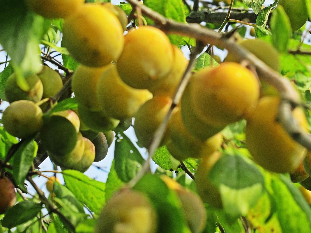 Happy Plums | Legends of the Multi Universe Wiki | Fandom