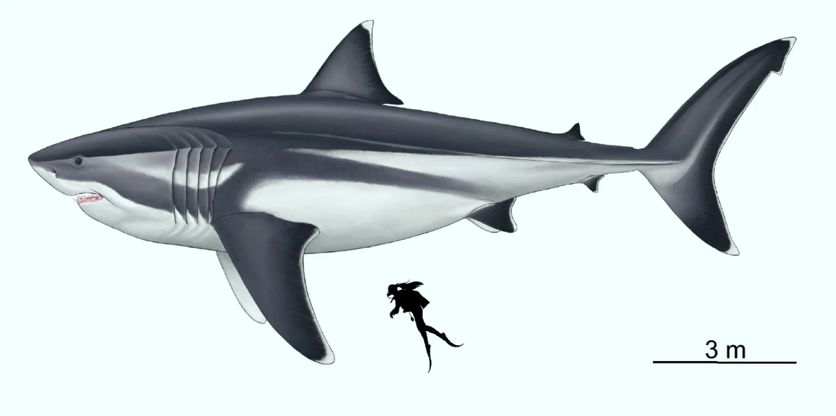Megalodon | Legends of the Multi Universe Wiki | Fandom