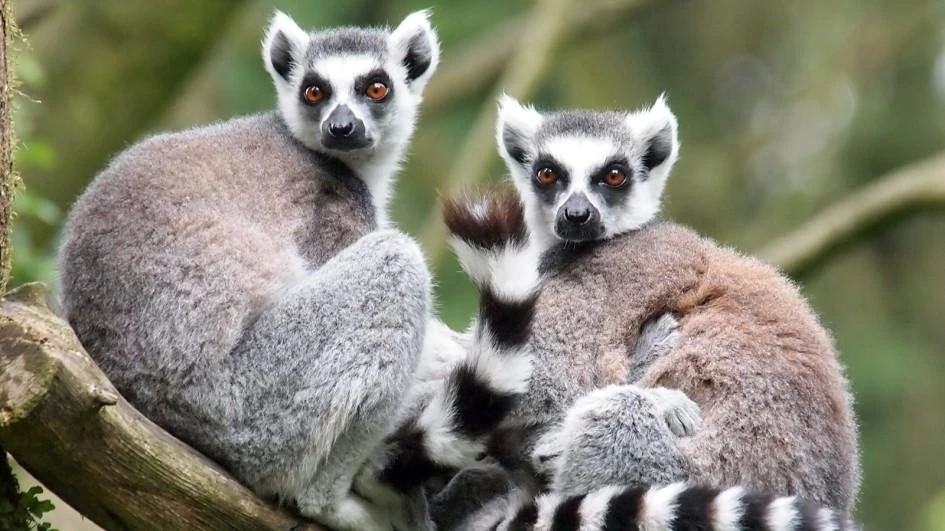Lemur | Lemur Wikia | Fandom
