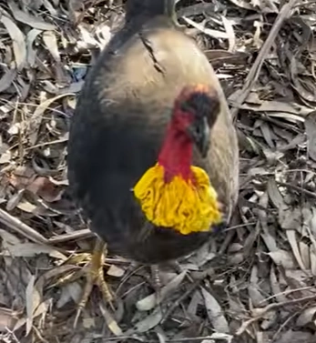 Ken the brush turkey | Leokimvideo Wiki | Fandom