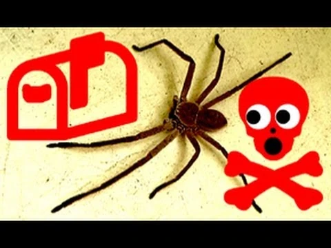 Big Spider Mail & Invitation To Spiderville | Leokimvideo Wiki | Fandom