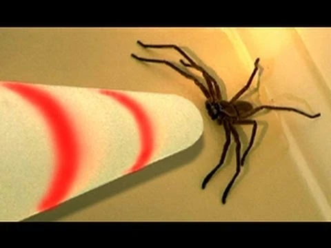 Big Spider Attacks Lightsaber | Leokimvideo Wiki | Fandom