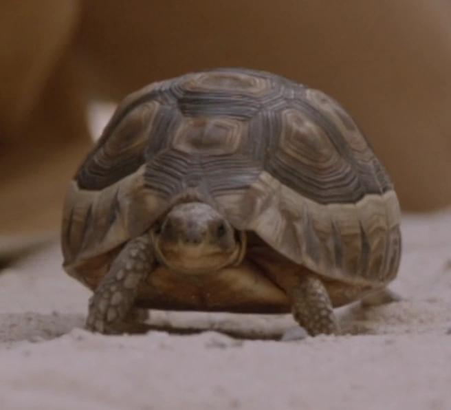 Tiberius | Leonardo Wiki | Fandom