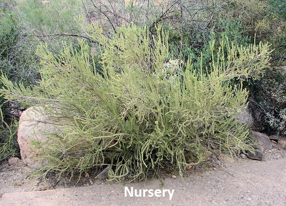 The Nursery | LeopardClan Roleplaying Wiki | Fandom