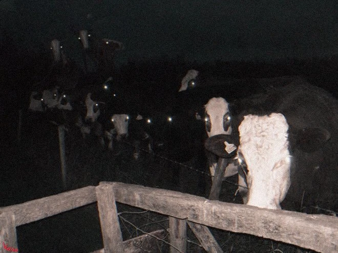 Cursed Cow | Leovincible Wiki | Fandom