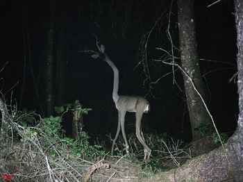 Unnatural Habitat | Leovincible Wiki | Fandom