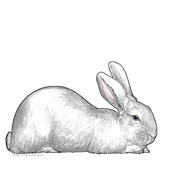 Beveren Rabbit | Leporidae RabbitSIM Wiki | Fandom